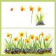 Daffodil Doodles In 4 Easy Steps - My Flower Journal